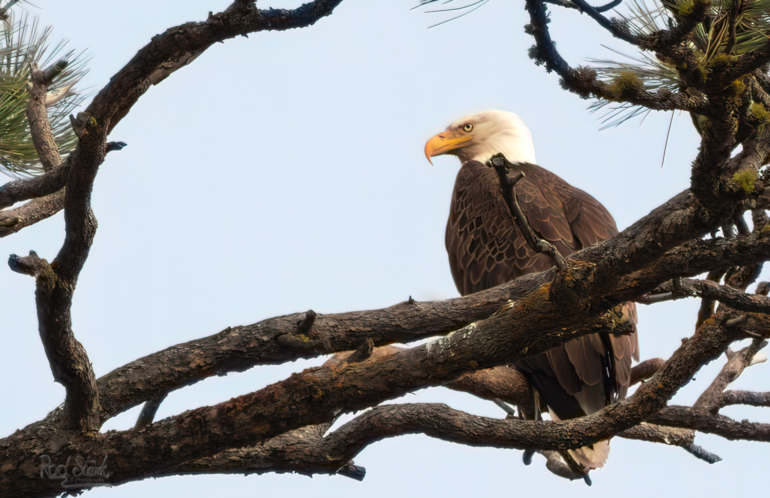 Eagle on a branch – Rod Stark Photography