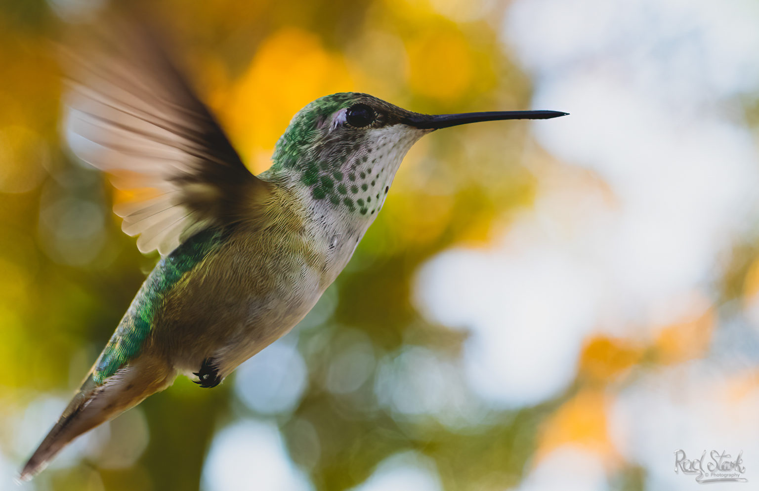Home – Rod Stark Photography