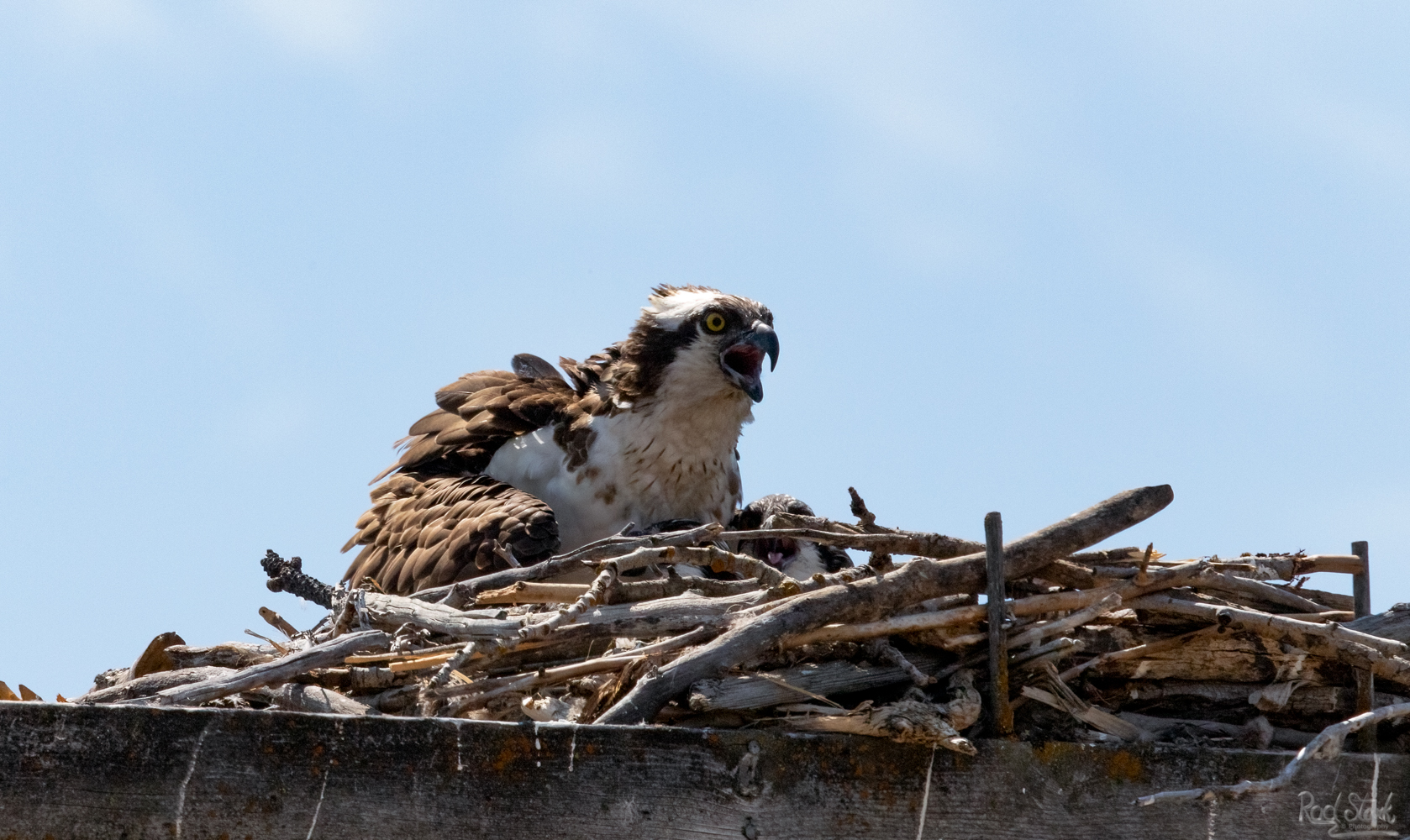 Osprey Fledgling – Rod Stark Photography