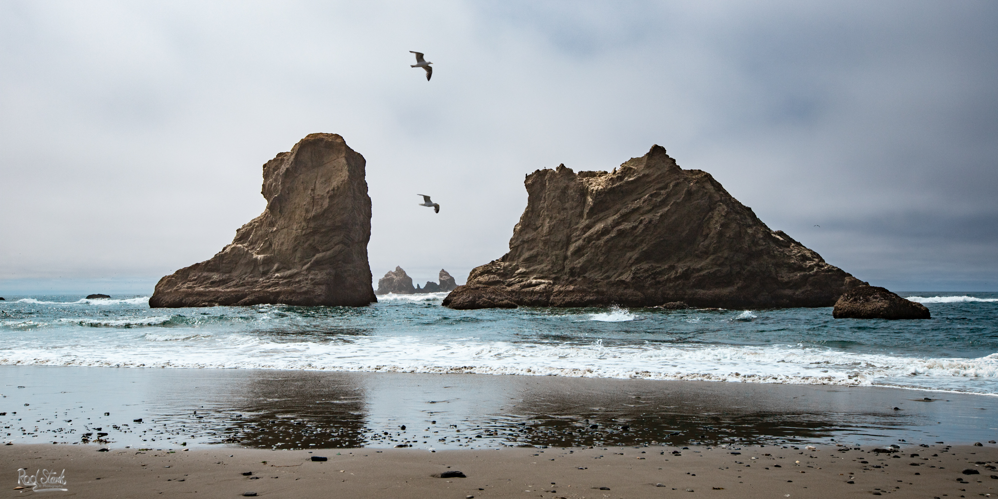 Sea Stack birds – Rod Stark Photography