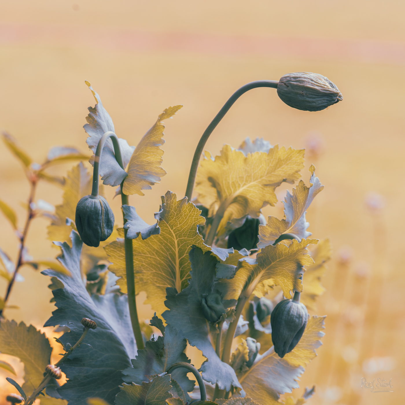 Art Plant – Rod Stark Photography