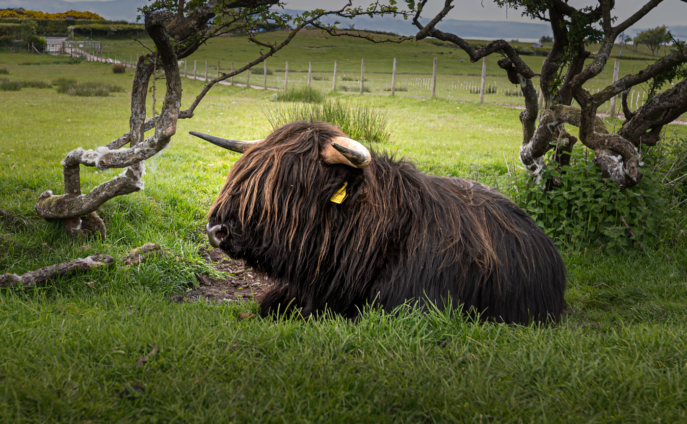 Black Coo Chillin – Rod Stark Photography