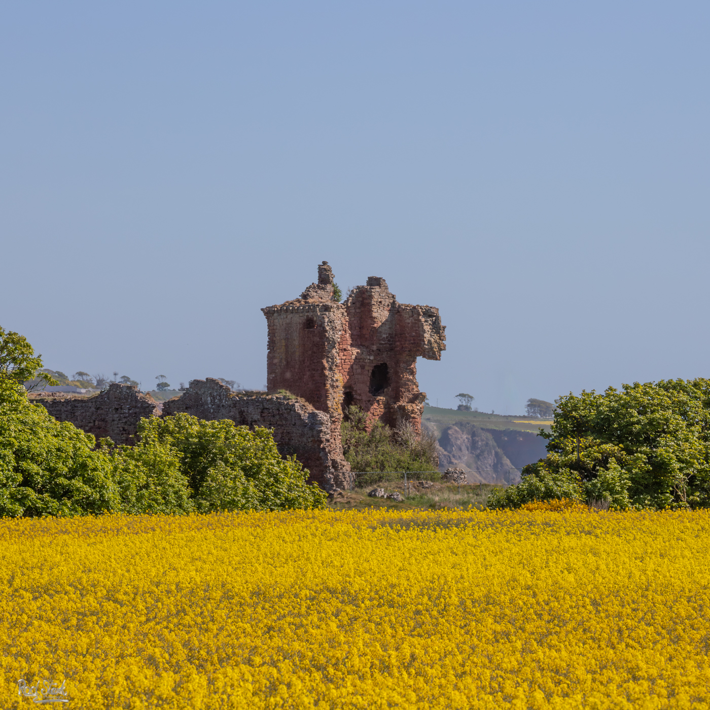 Red Castle Canola – Rod Stark Photography