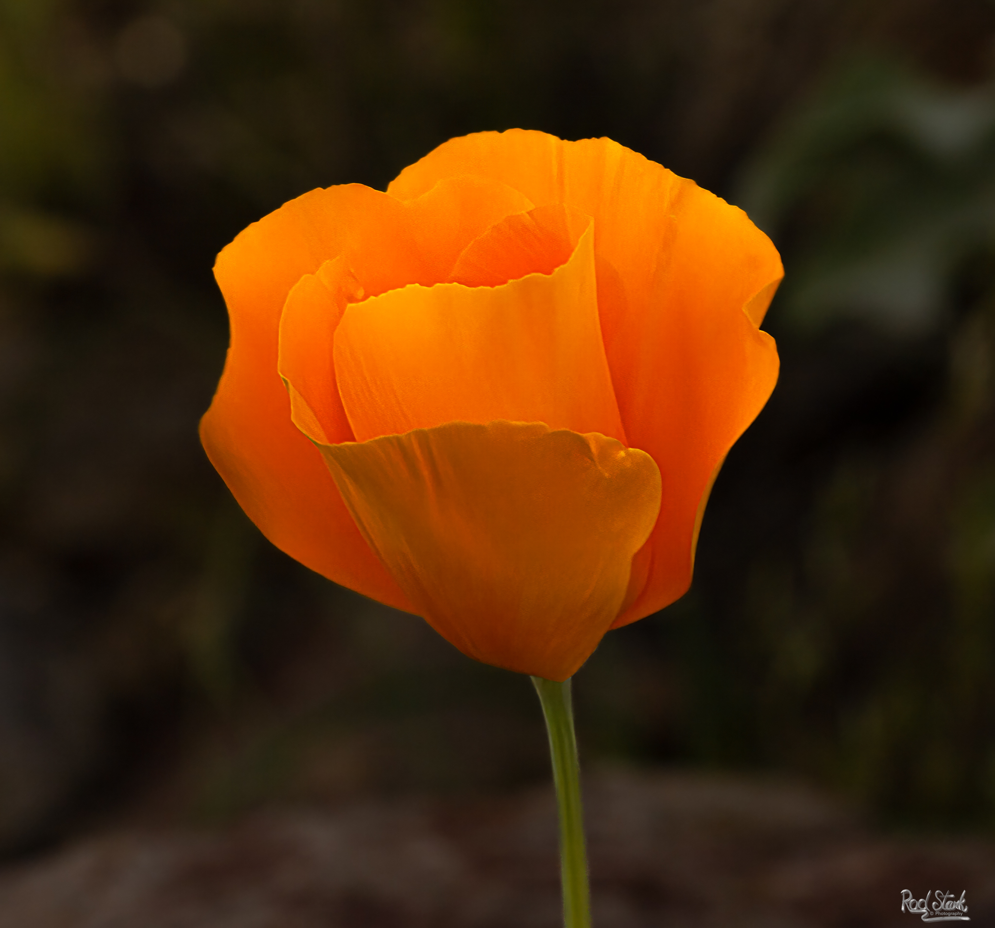 Perfect Poppy – Rod Stark Photography